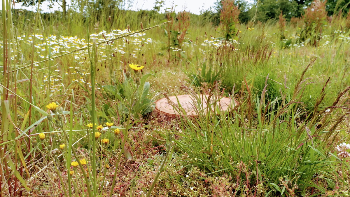 Bloemen op het graf - Natuurbegraafplaats Hoogengraven